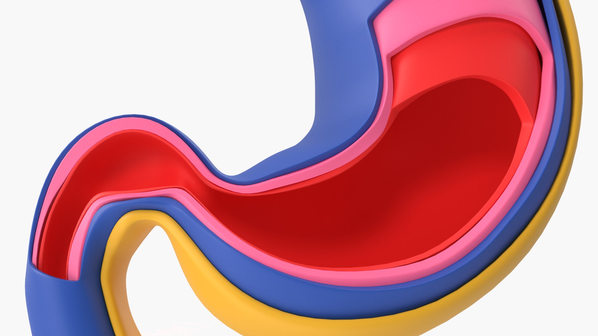 3D Stomach Anatomy Toon Colors Model - TurboSquid 1753282