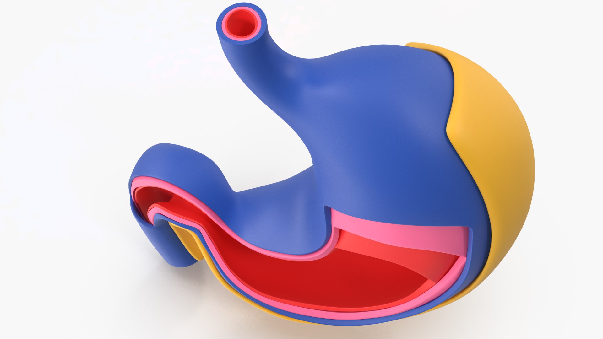 3D Stomach Anatomy Toon Colors Model - TurboSquid 1753282