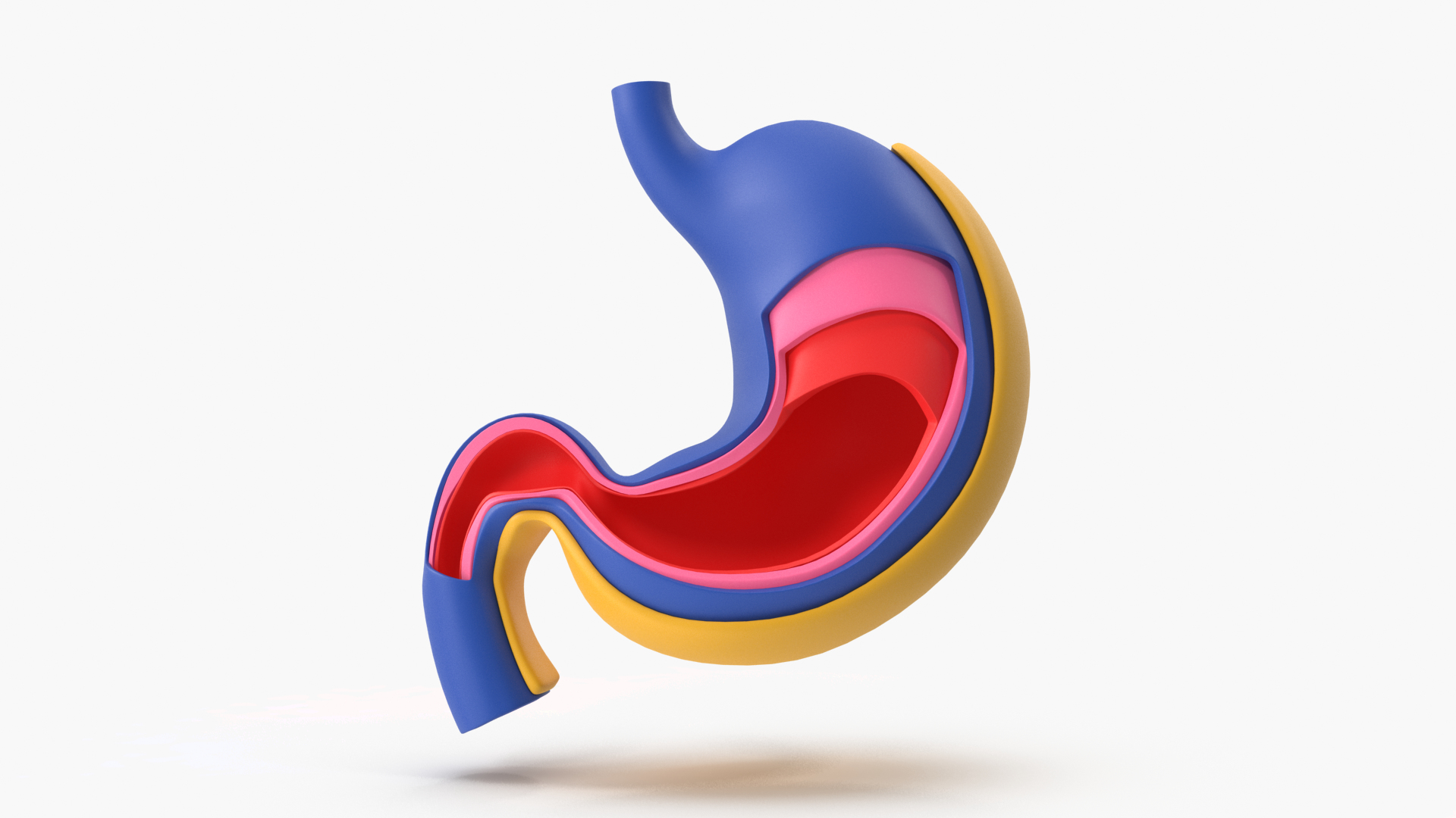 3D Stomach Anatomy Toon Colors Model - TurboSquid 1753282