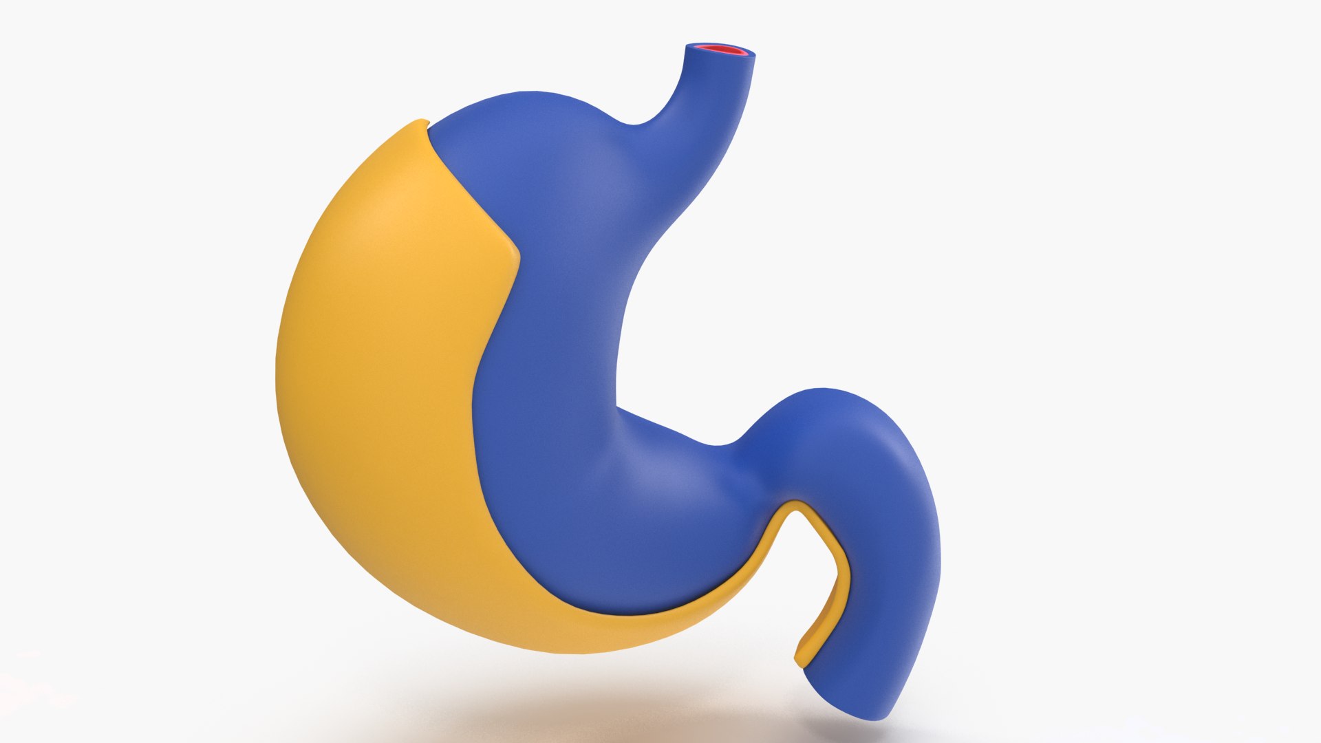 3D Stomach Anatomy Toon Colors Model - TurboSquid 1753282