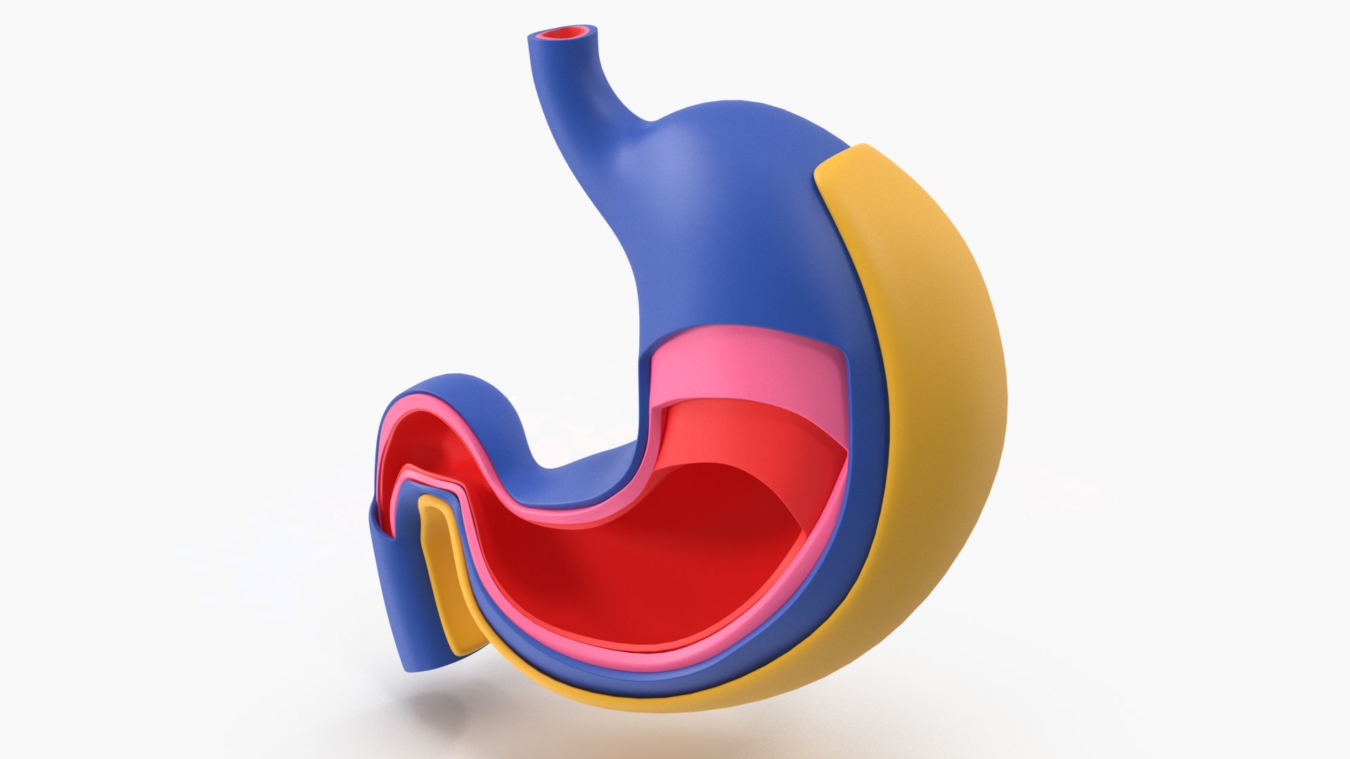 3D Stomach Anatomy Toon Colors Model - TurboSquid 1753282