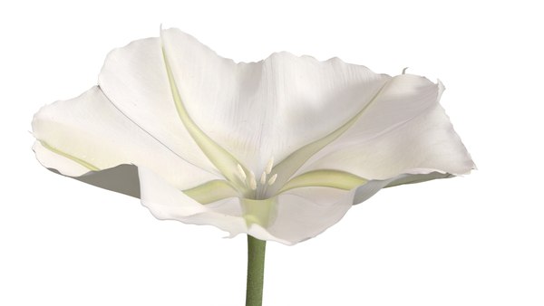 MoonFlower Ipomoea Alba model - TurboSquid 1895394