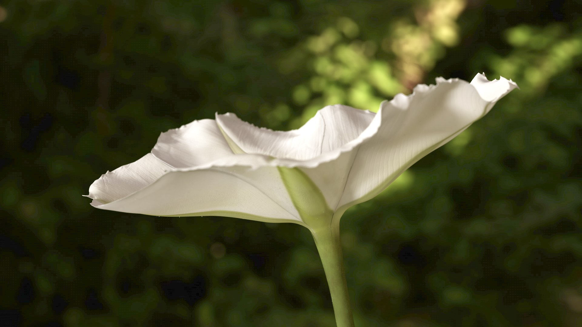 MoonFlower Ipomoea Alba Model - TurboSquid 1895394