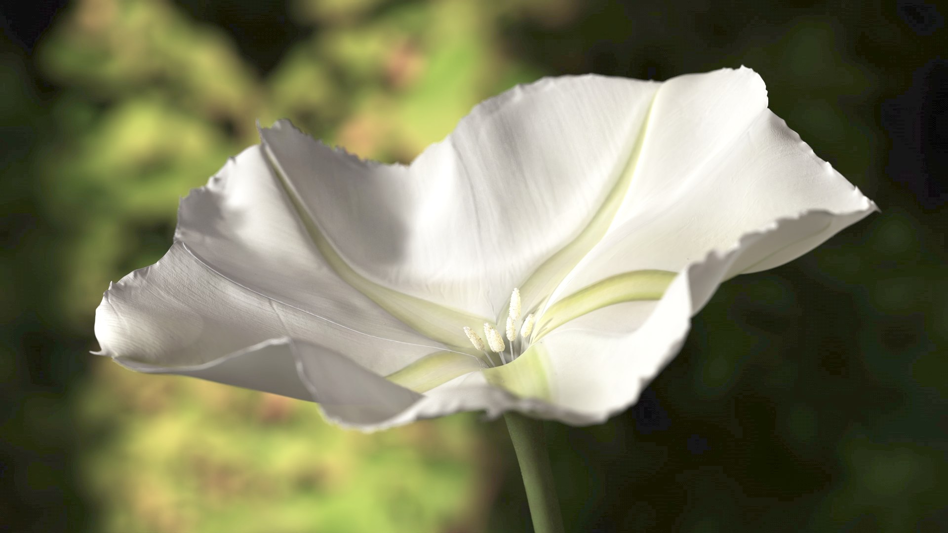 MoonFlower Ipomoea Alba Model - TurboSquid 1895394