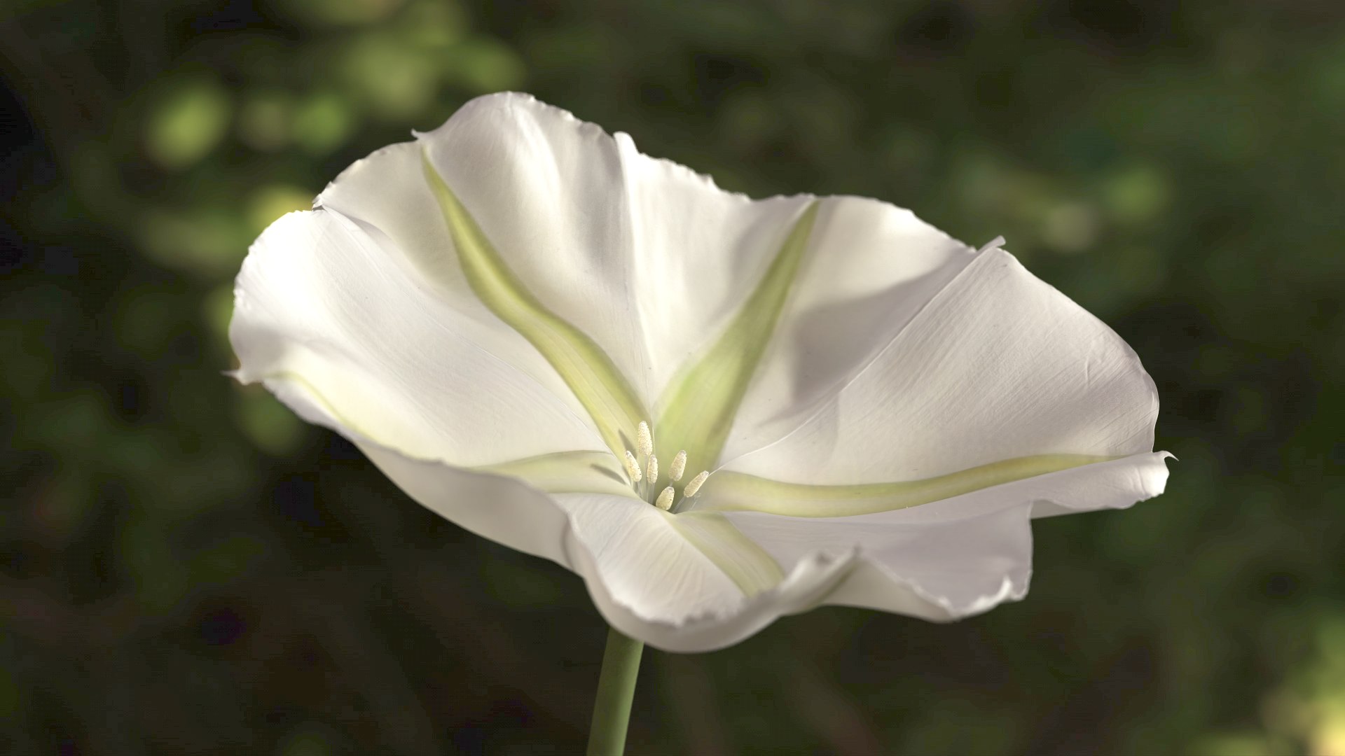 MoonFlower Ipomoea Alba Model - TurboSquid 1895394