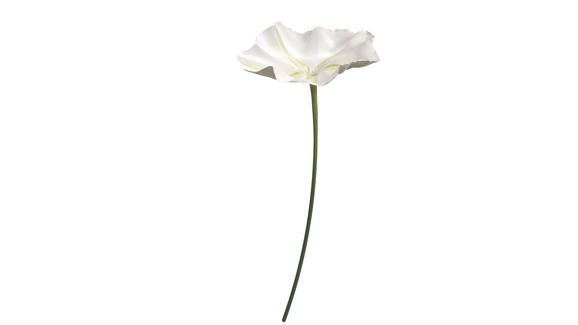 MoonFlower Ipomoea Alba Model - TurboSquid 1895394