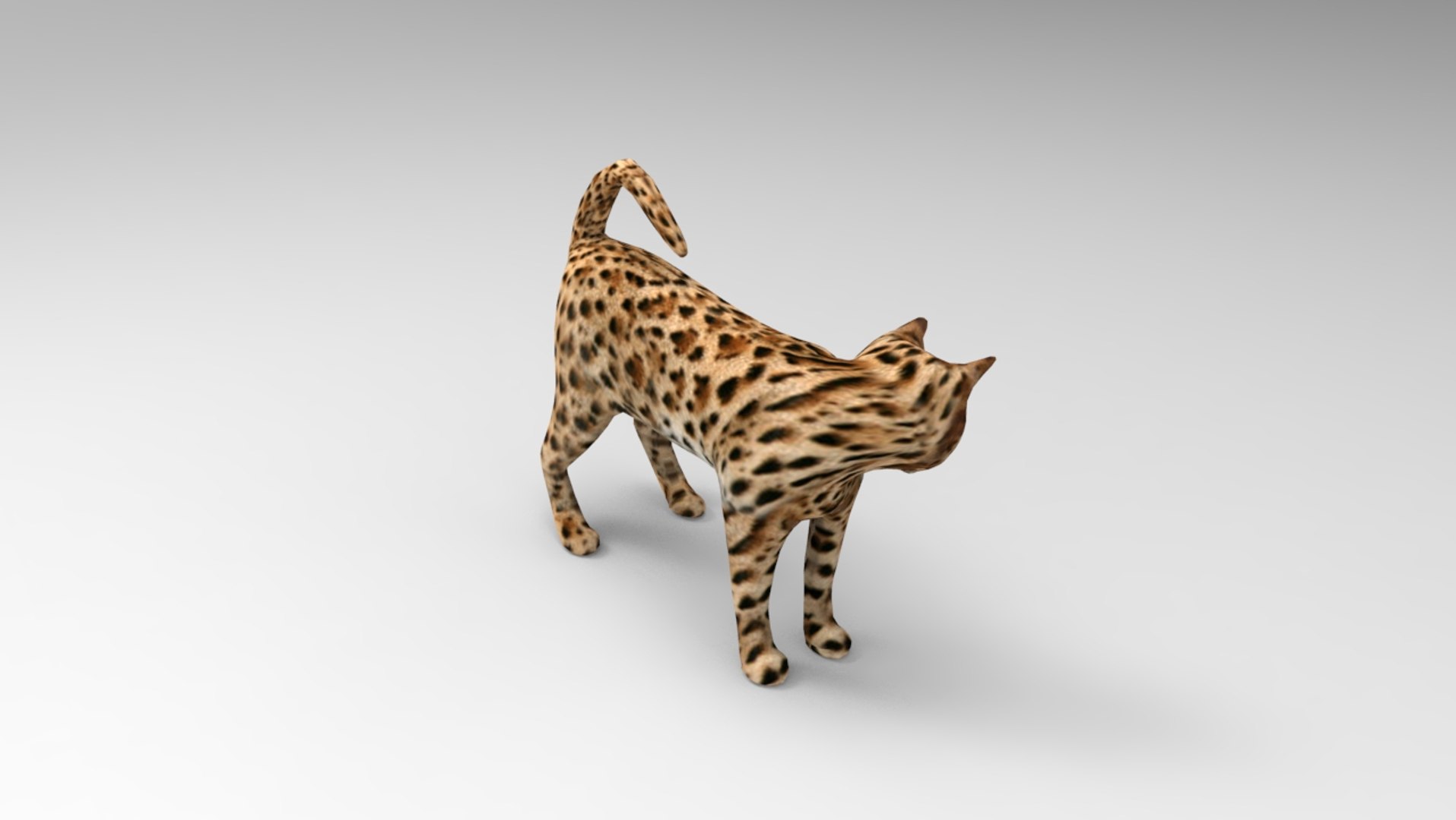 Cat animations 3D model | 1142762 | TurboSquid