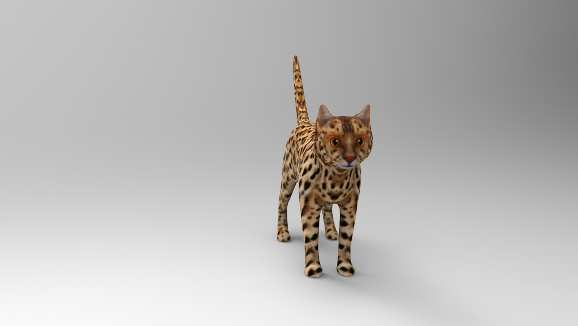 Cat animations 3D model | 1142762 | TurboSquid