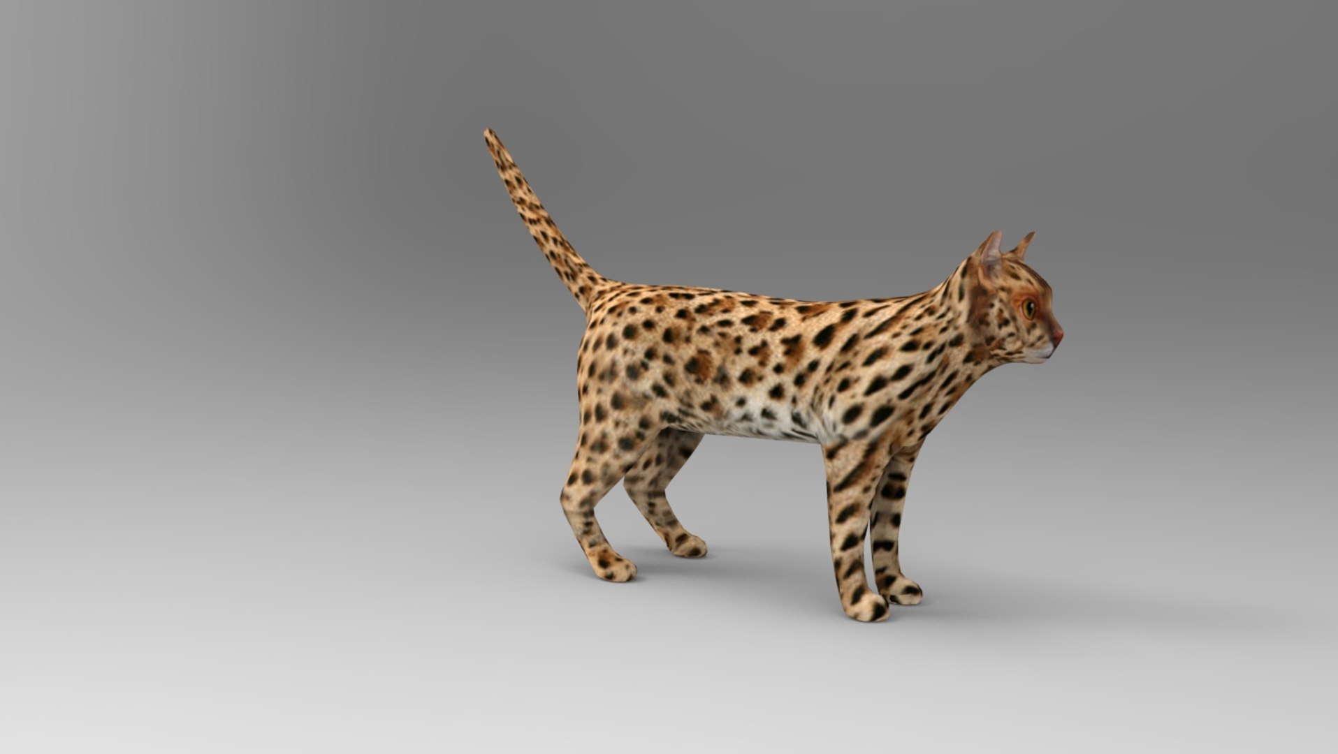 Cat animations 3D model | 1142762 | TurboSquid