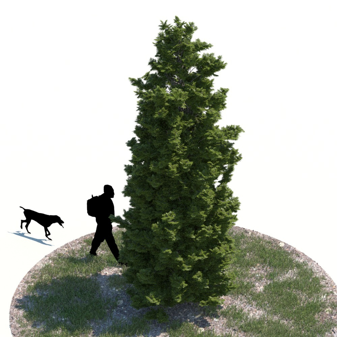3d realistic thuja tree