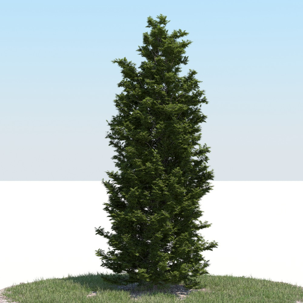 3d realistic thuja tree