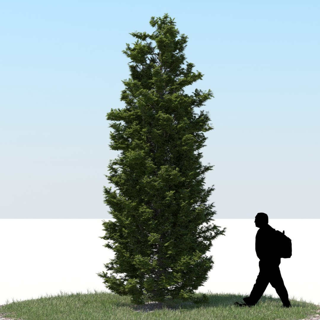 3d Realistic Thuja Tree