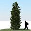 3d realistic thuja tree