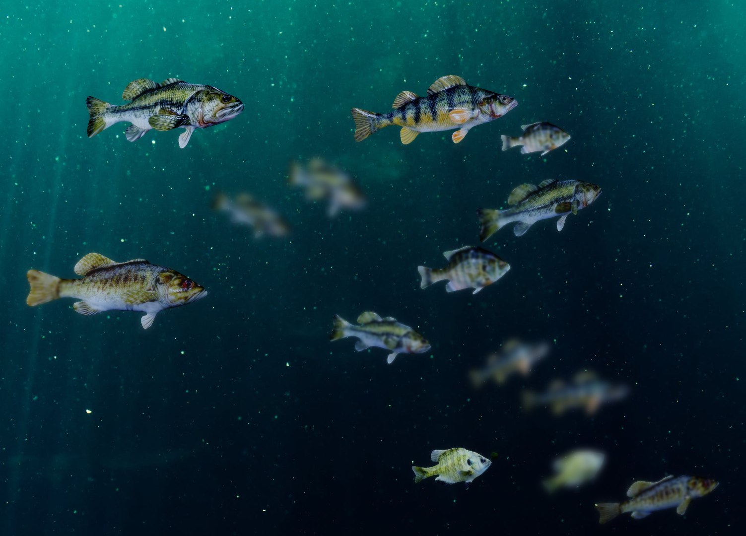 Fish Swimming Animation Bass 3D Model - TurboSquid 1664718