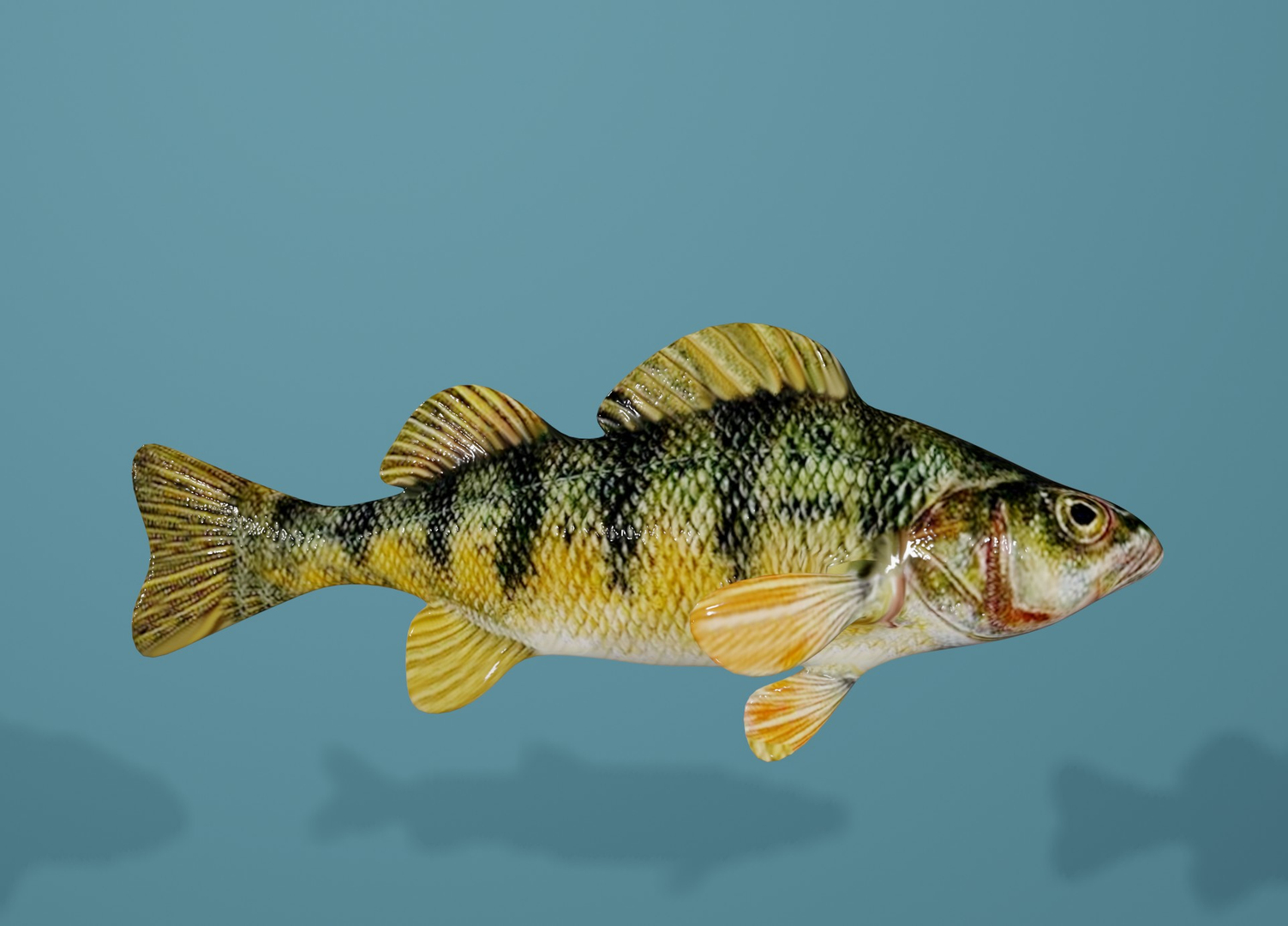 Fish Swimming Animation Bass 3D Model - TurboSquid 1664718