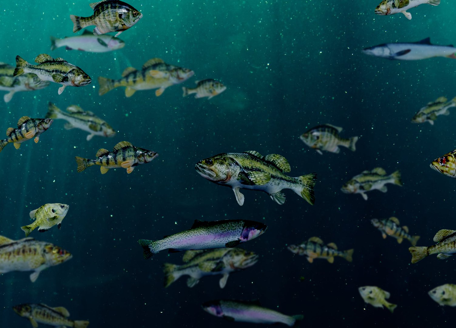 Fish Swimming Animation Bass 3D Model - TurboSquid 1664718