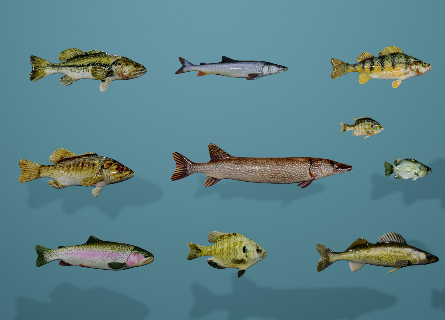 Fish Swimming Animation Bass 3D Model - TurboSquid 1664718