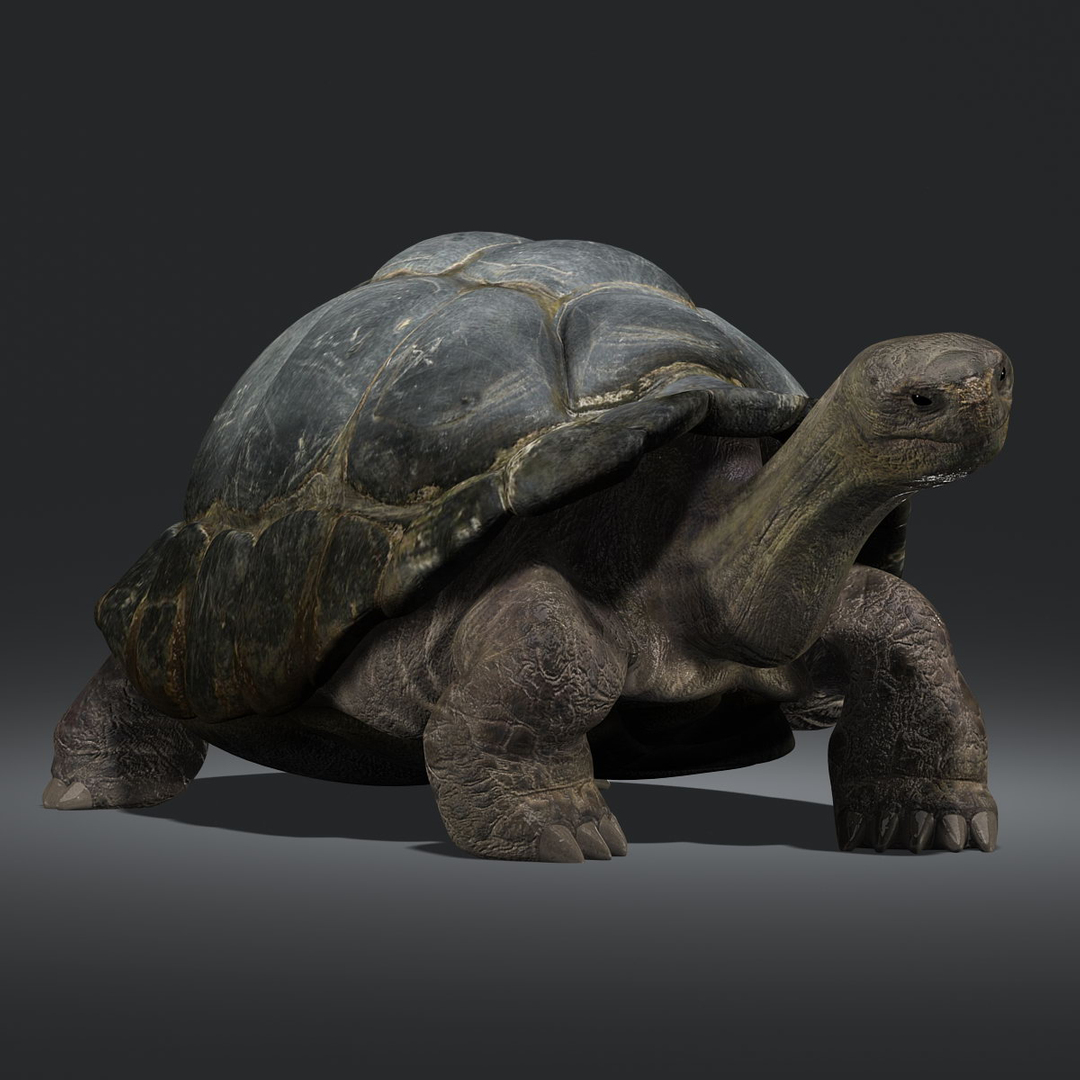 3d galapagos tortoise animation