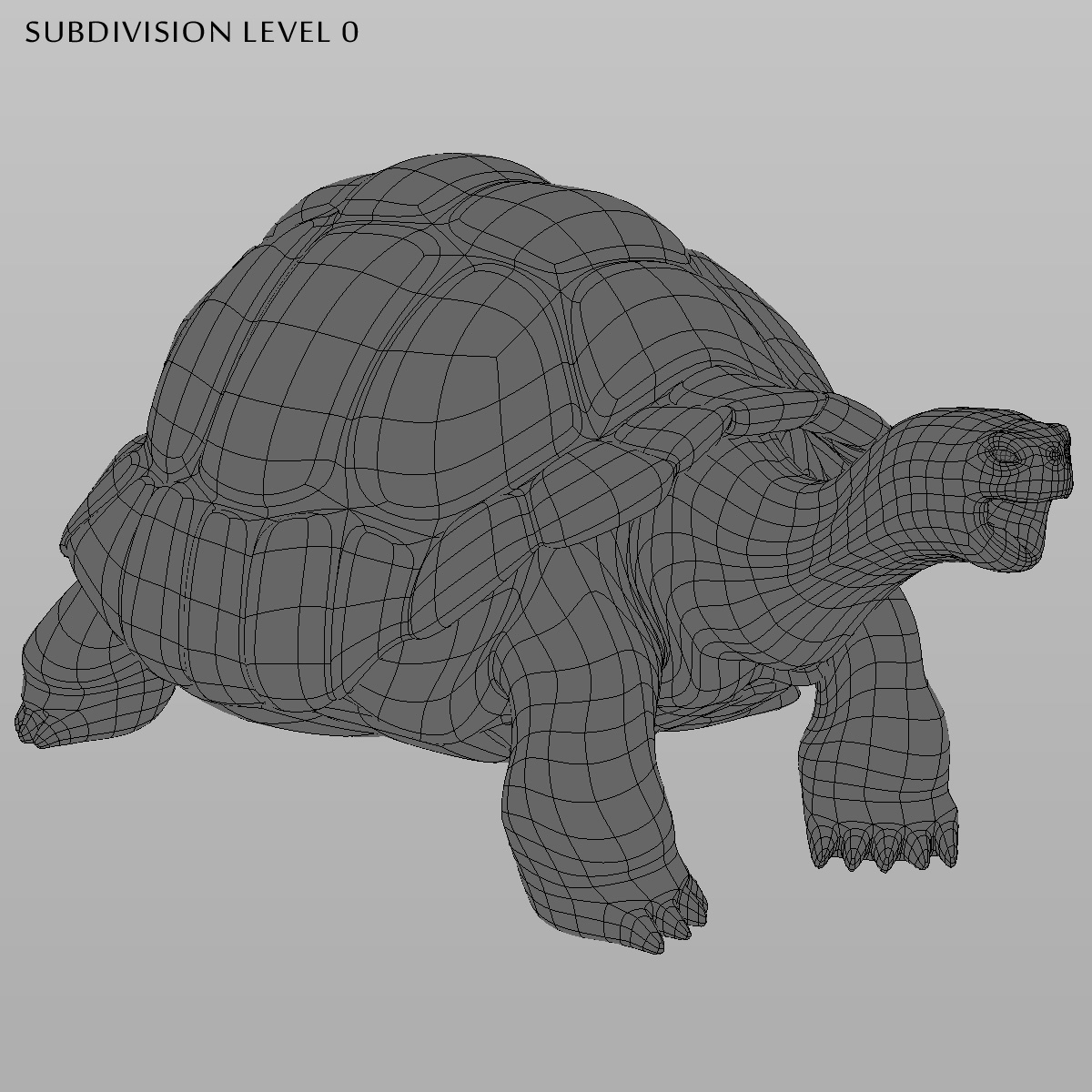 3d galapagos tortoise animation
