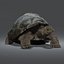 3d Galapagos Tortoise Animation