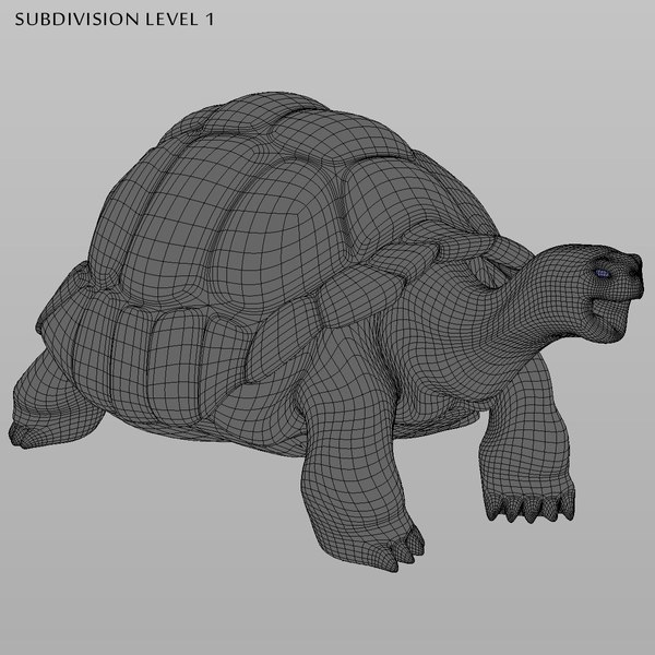 3d galapagos tortoise animation