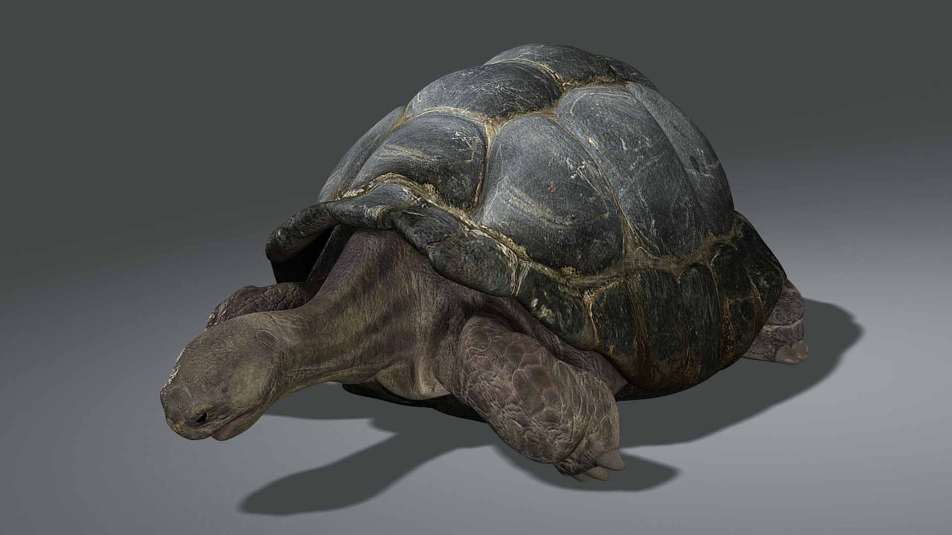 3d Galapagos Tortoise Animation