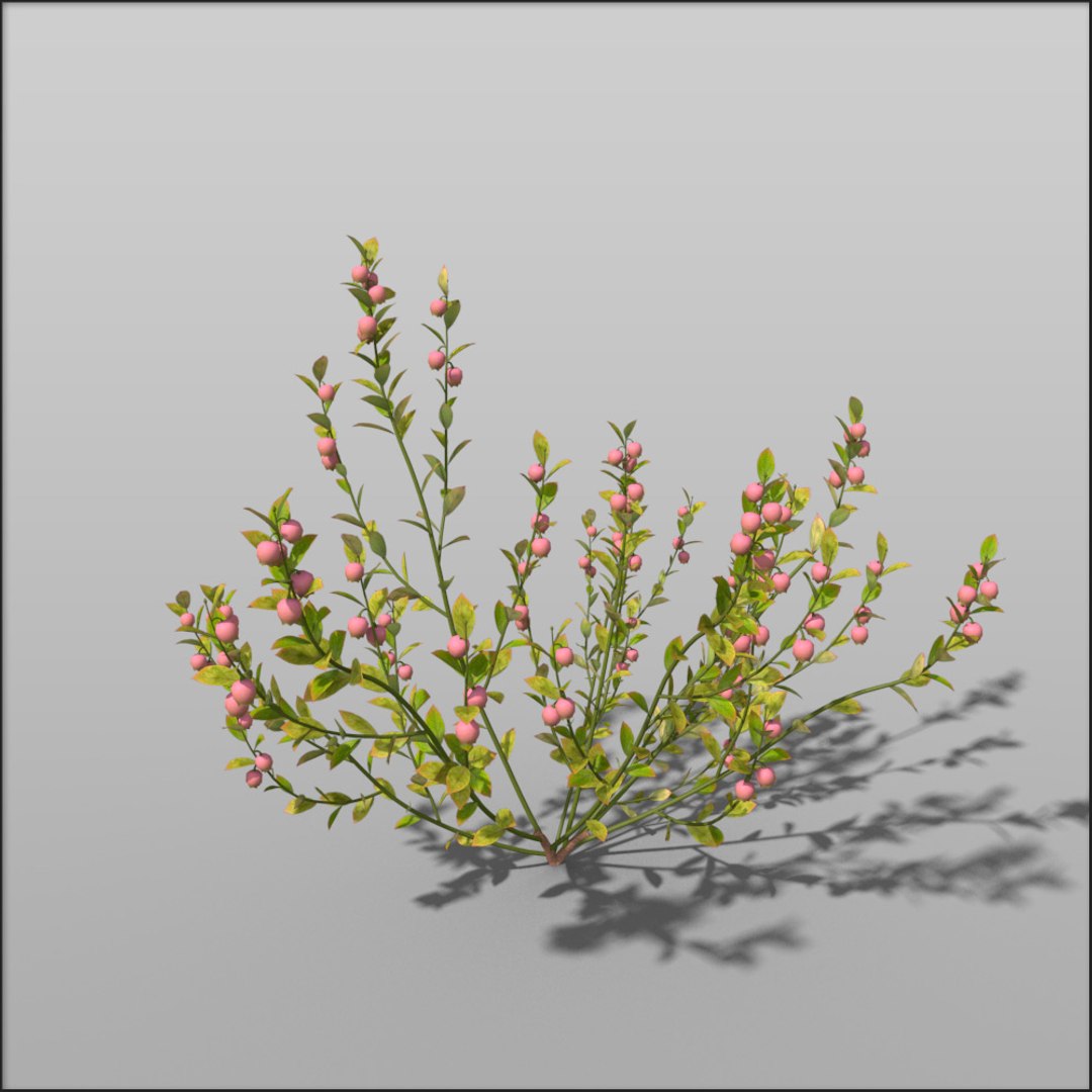 3d shrub bushes 2 model