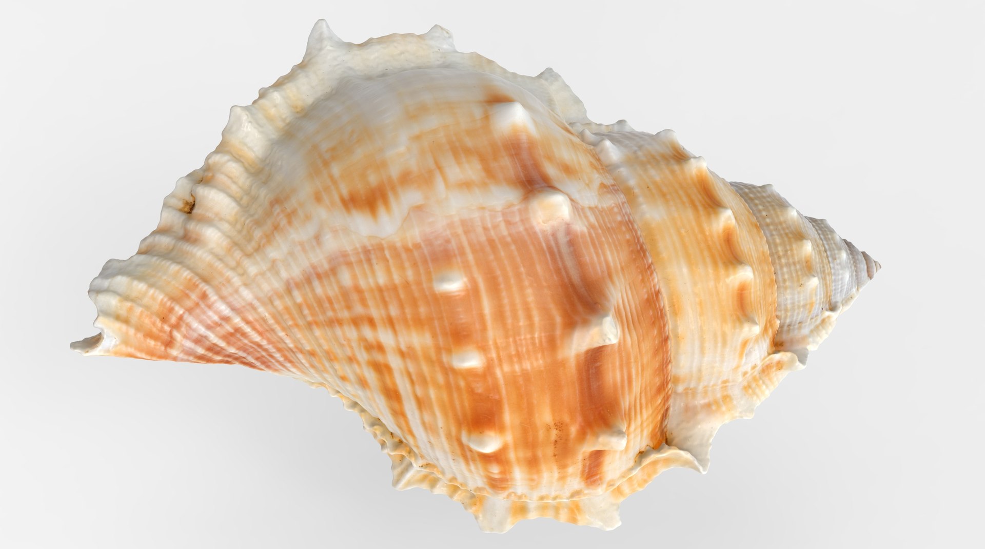 3D Bufonaria Rana Sea Shell - TurboSquid 2079742