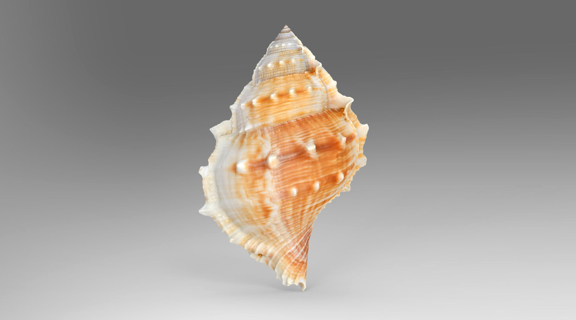 3D Bufonaria Rana Sea Shell - TurboSquid 2079742