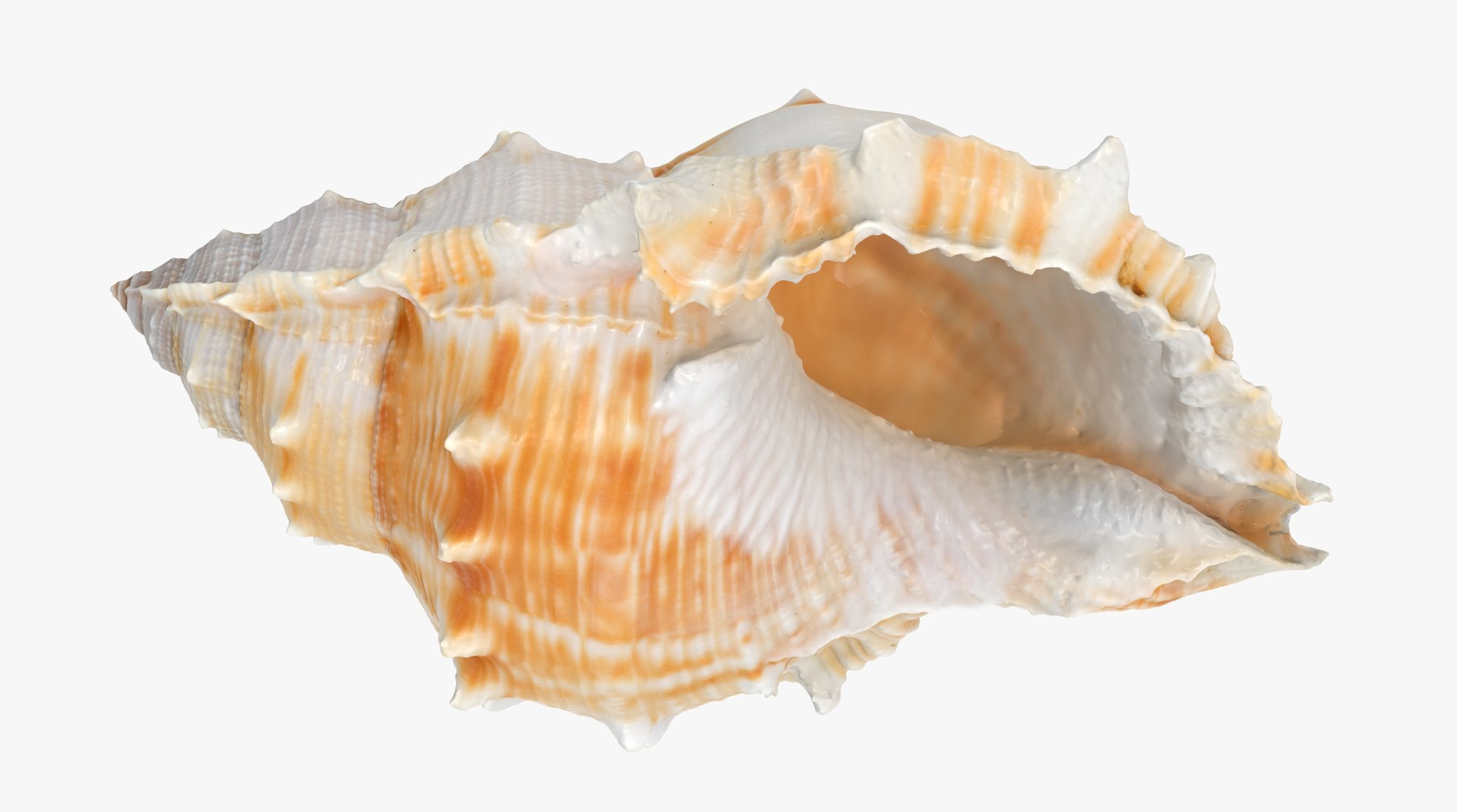 3D Bufonaria Rana Sea Shell - TurboSquid 2079742