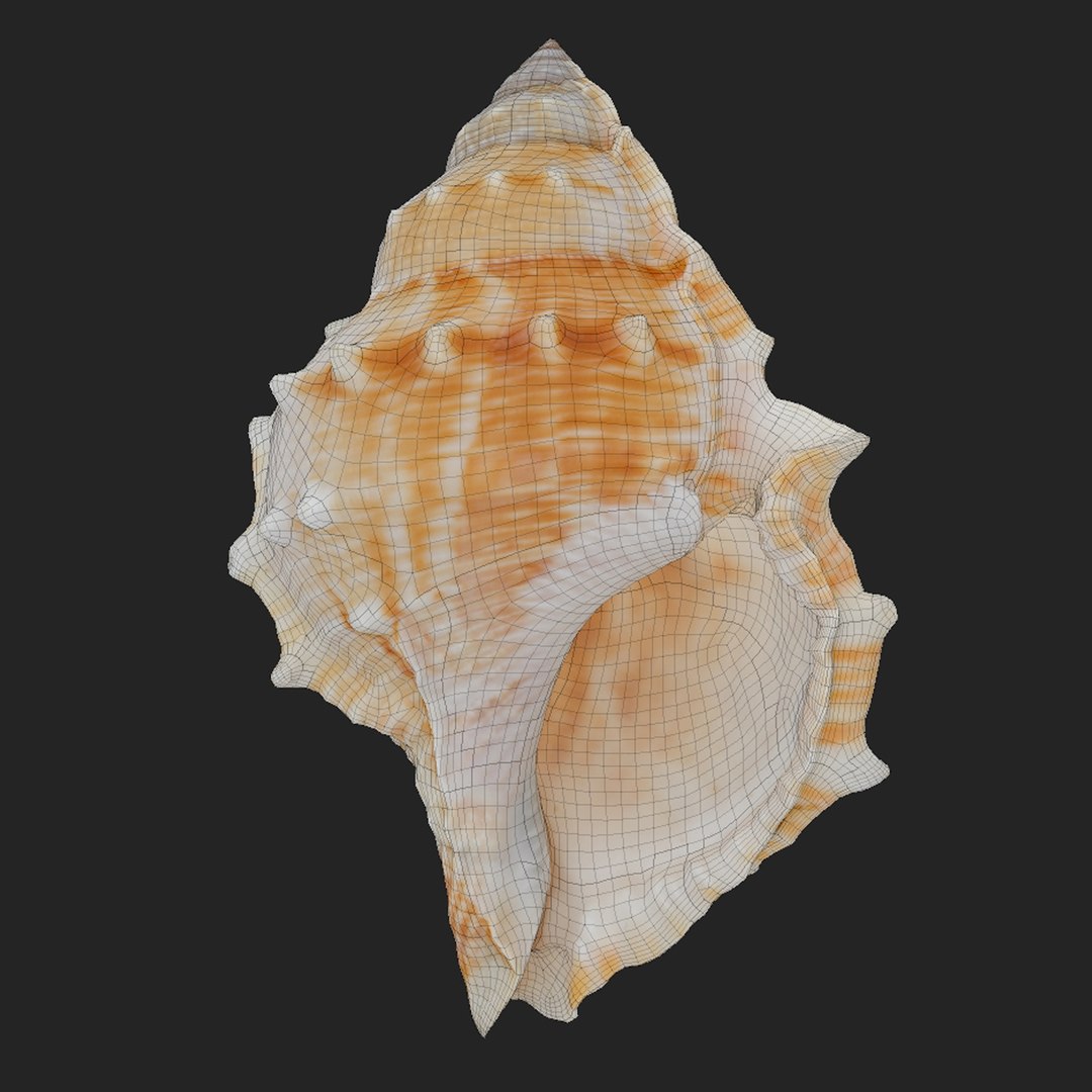 3D Bufonaria Rana Sea Shell - TurboSquid 2079742