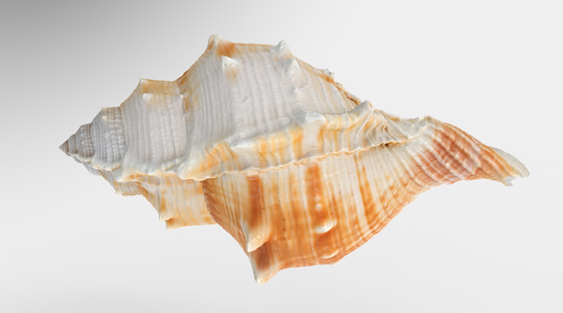 3D Bufonaria Rana Sea Shell - TurboSquid 2079742