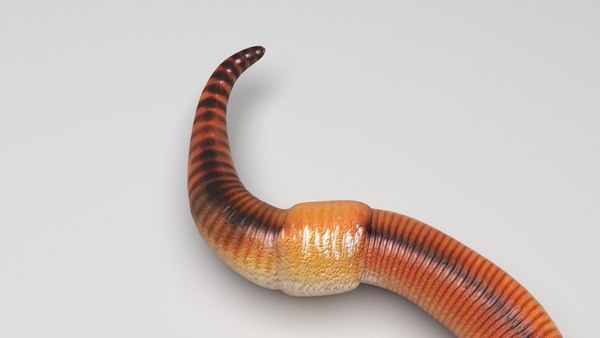 3D Earthworm model - TurboSquid 1841729
