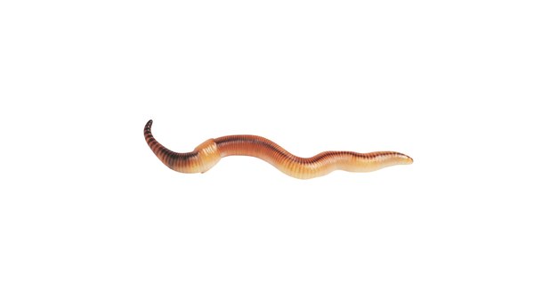 3D Earthworm model - TurboSquid 1841729