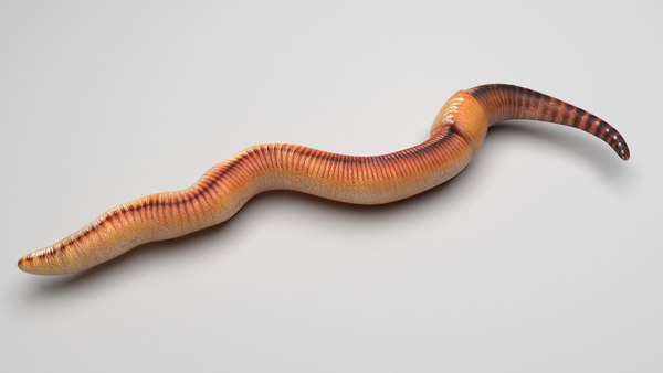 Worm 3D Models for Download | TurboSquid
