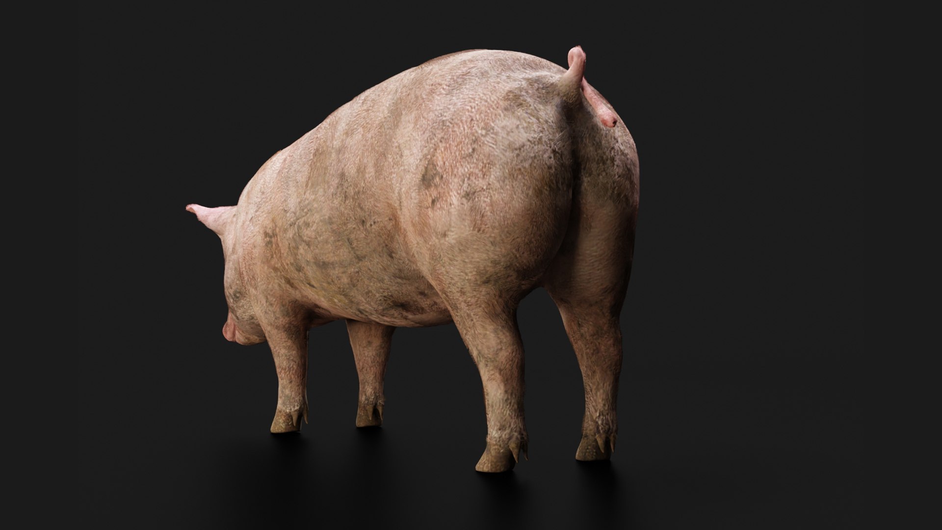 3D Detailed Realistic Farm Pig Rigged Model - TurboSquid 1884789