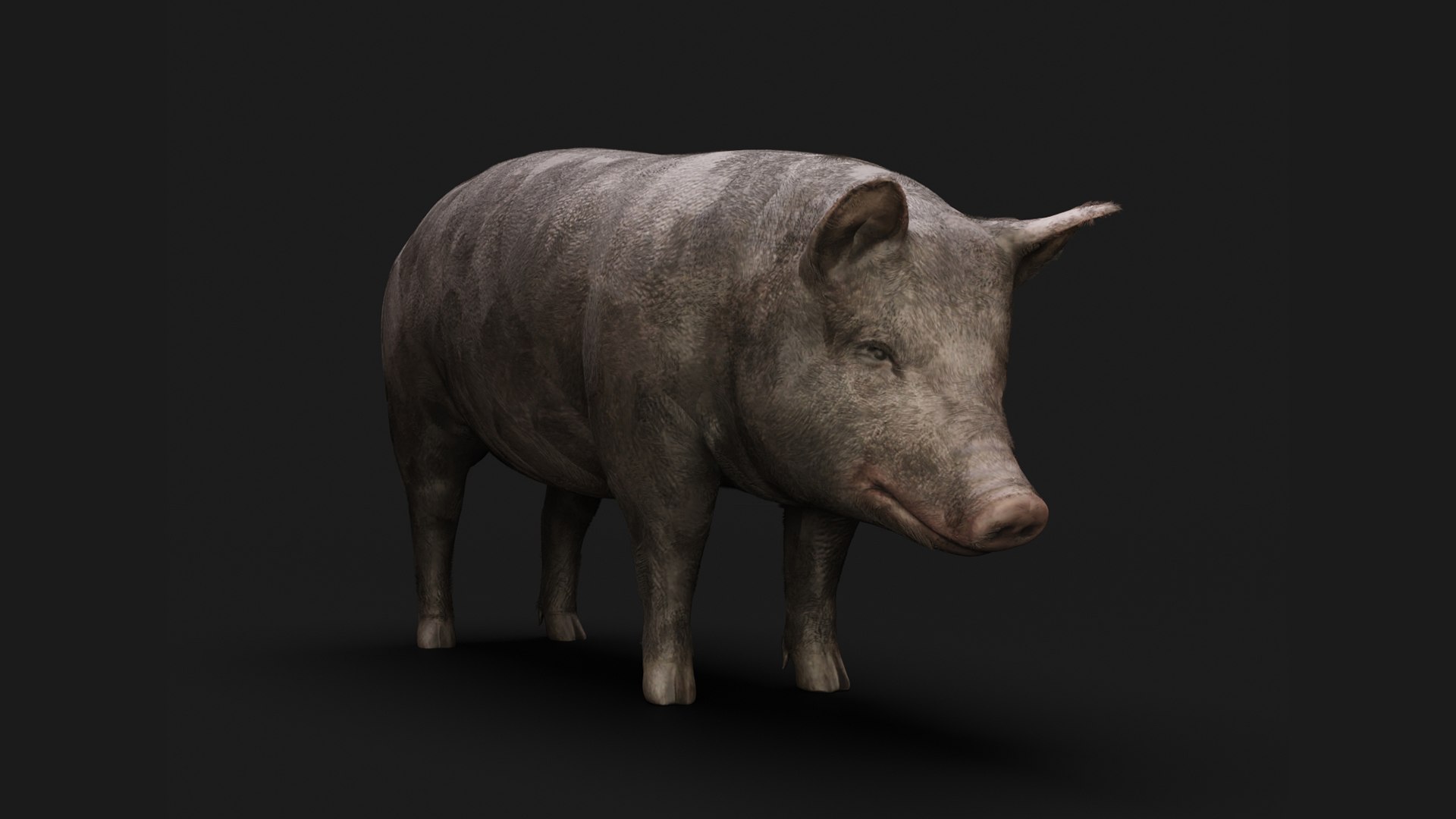 3D Detailed Realistic Farm Pig Rigged Model - TurboSquid 1884789