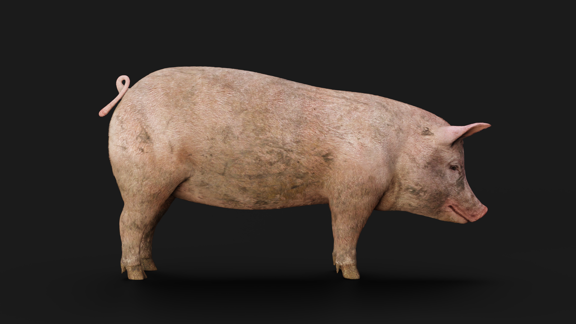 3D Detailed Realistic Farm Pig Rigged Model - TurboSquid 1884789