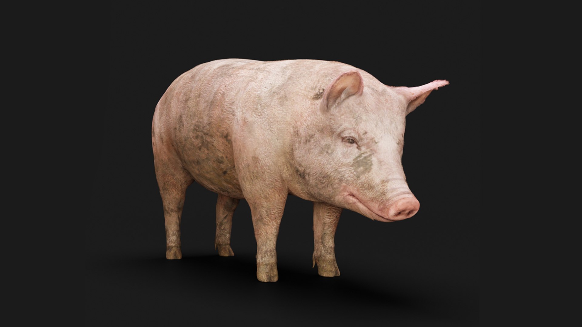3D Detailed Realistic Farm Pig Rigged Model - TurboSquid 1884789