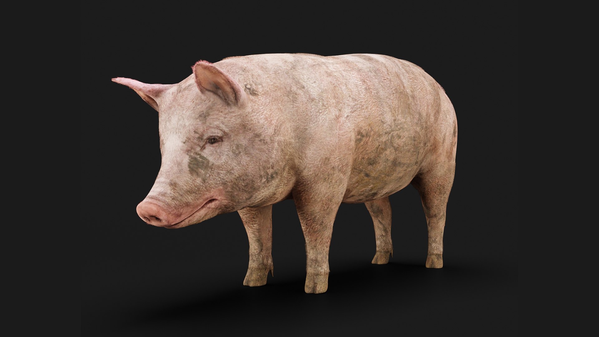 3D Detailed Realistic Farm Pig Rigged Model - TurboSquid 1884789
