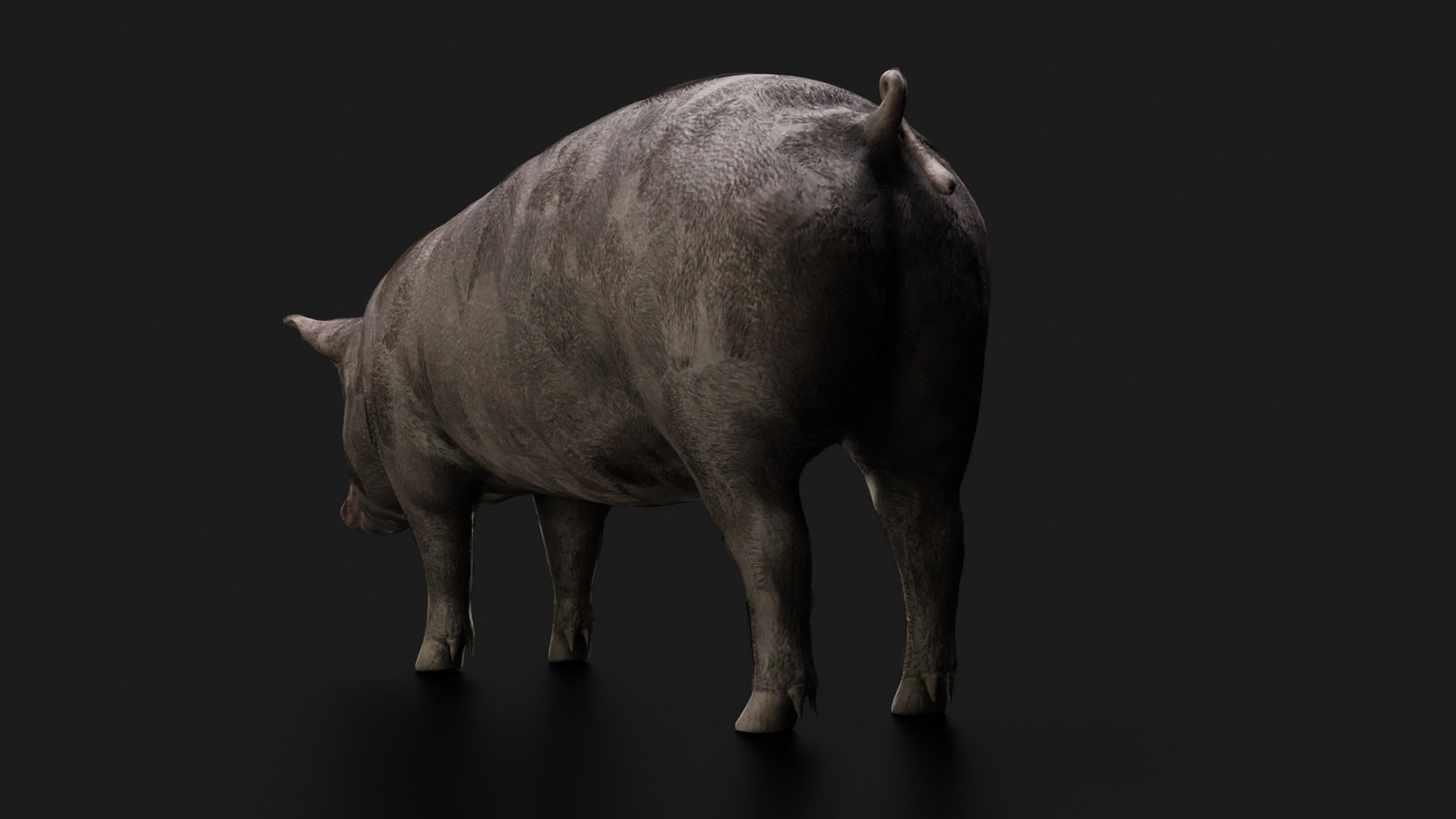 3D Detailed Realistic Farm Pig Rigged Model - TurboSquid 1884789