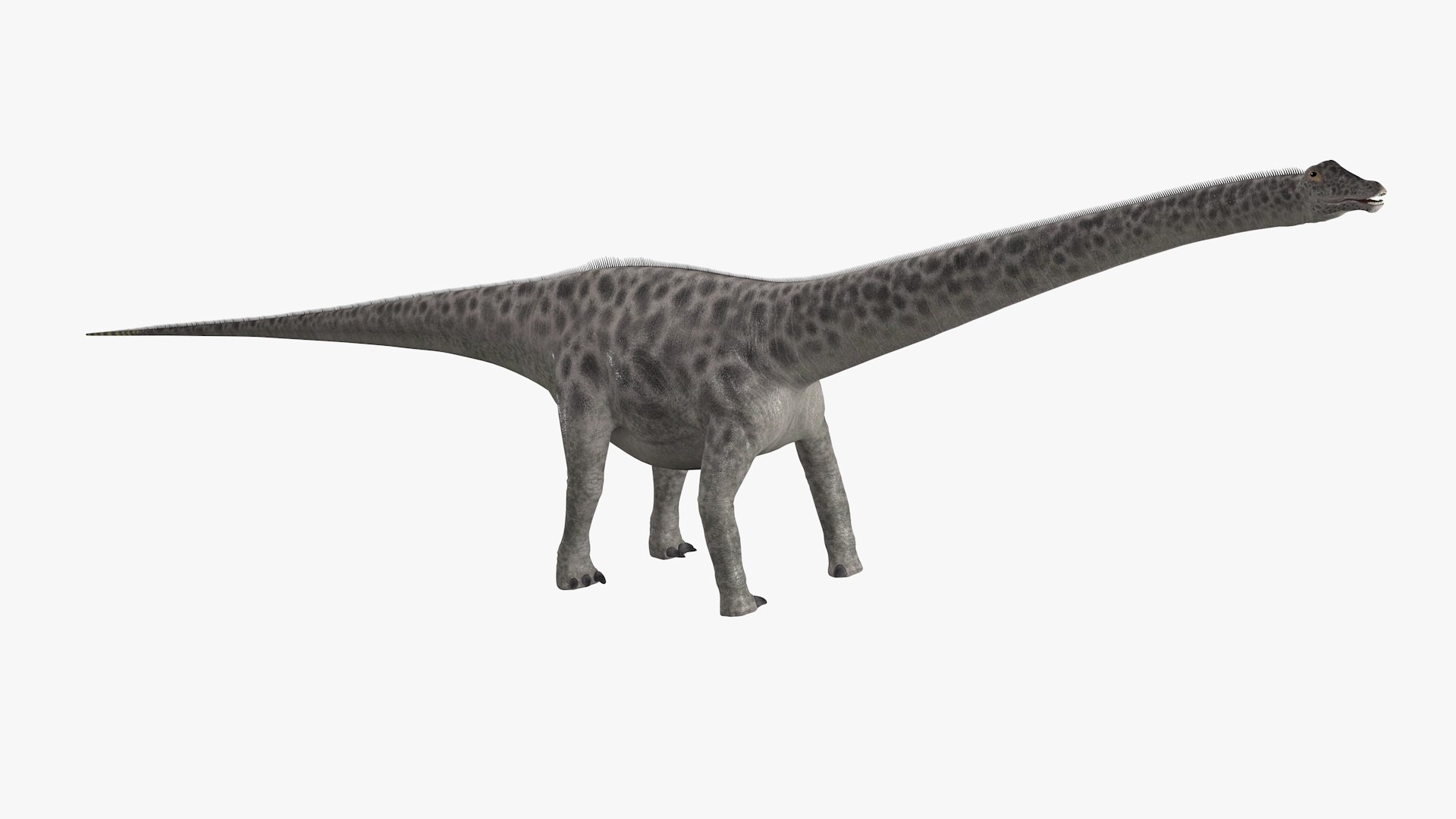 Diplodocus Dinosaur 3D Model - TurboSquid 2341345