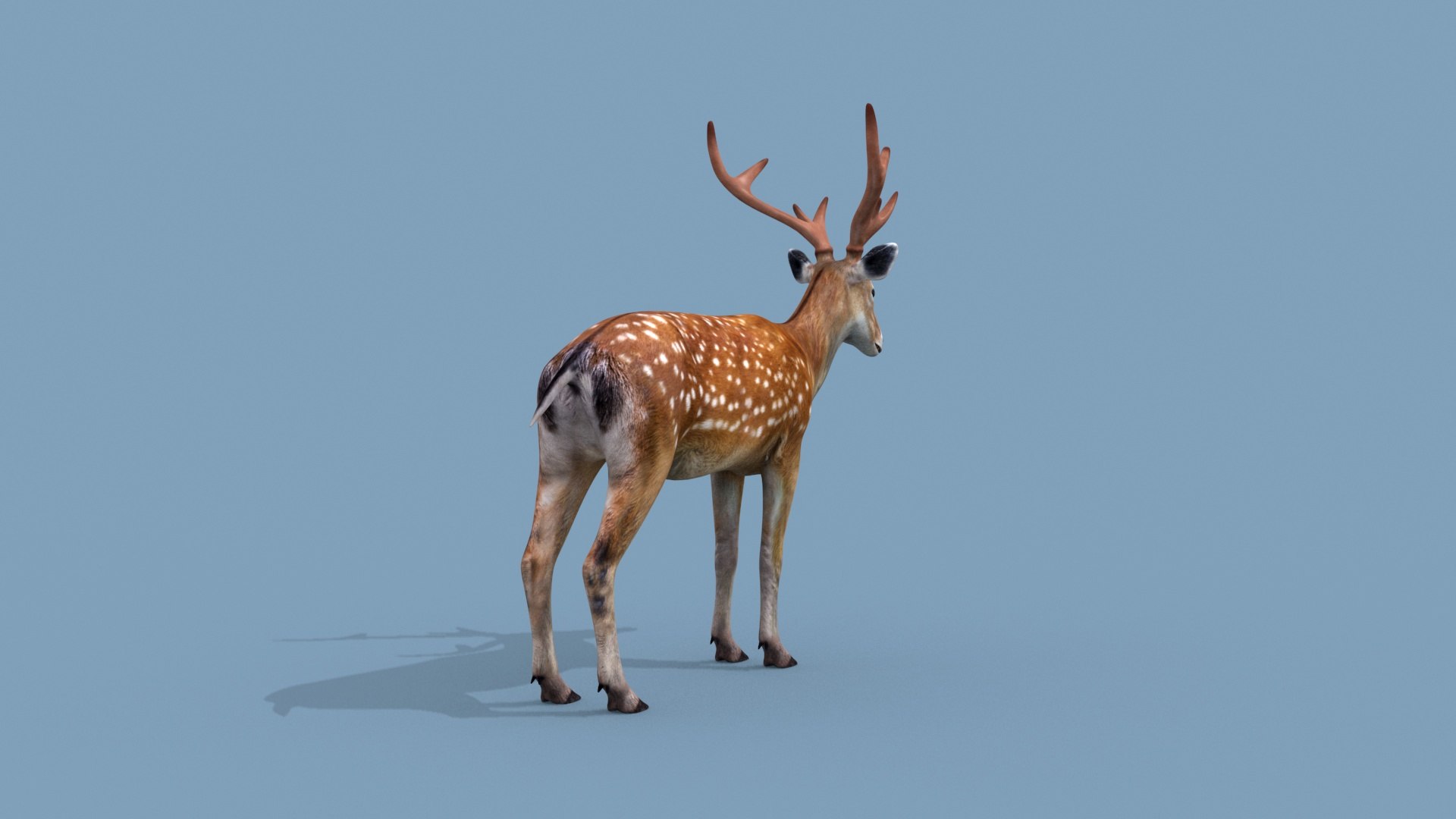 3D Model Pro Deer 8K - 3d Animated - TurboSquid 2324675