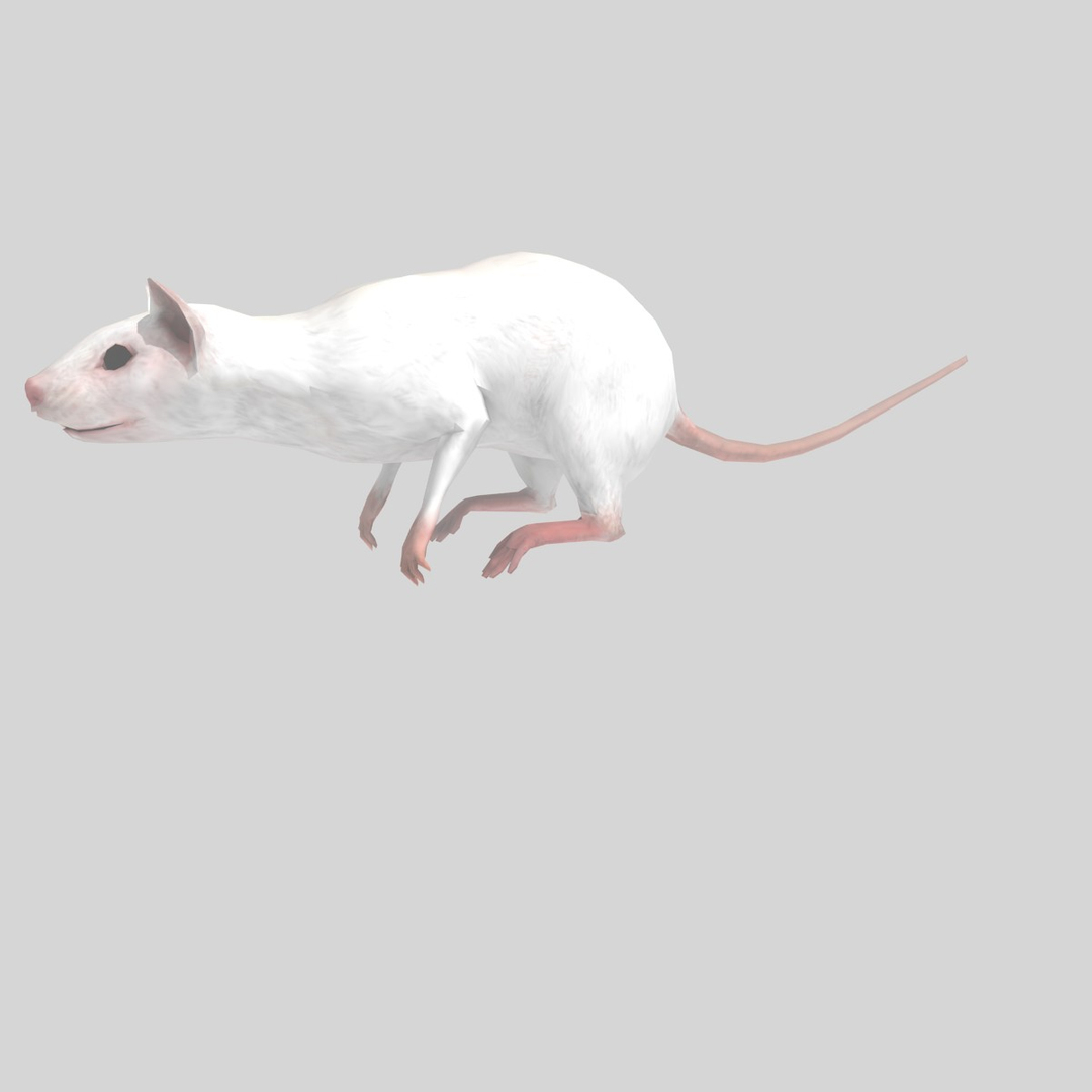 Mouse Rigged Anim 3D - TurboSquid 1505369