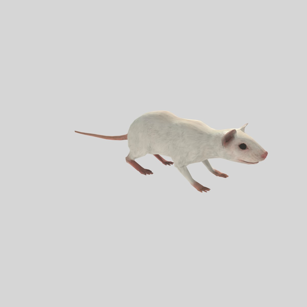 Mouse Rigged Anim 3D - TurboSquid 1505369