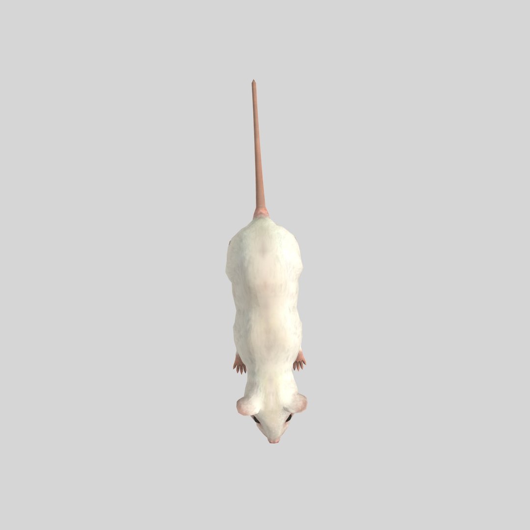 Mouse Rigged Anim 3D - TurboSquid 1505369