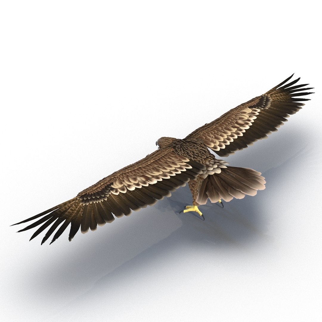 3d imperial eagle model