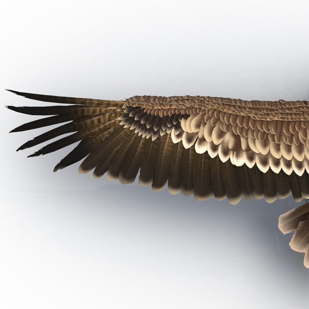 3d imperial eagle model
