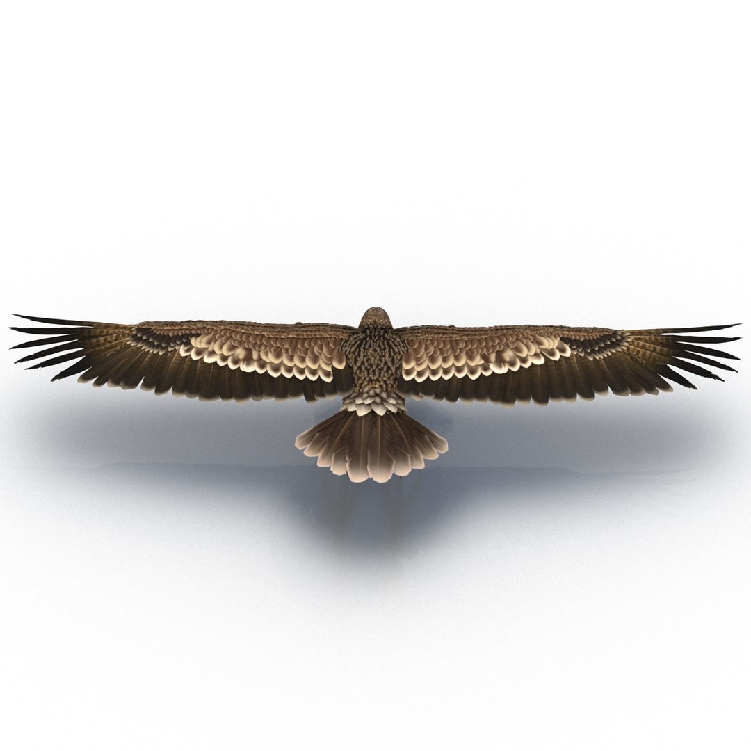 3d imperial eagle model