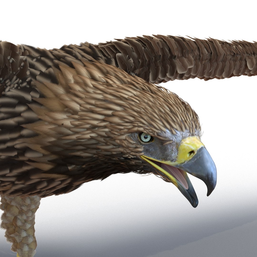 3d imperial eagle model